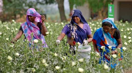 Yara Growth Ventures invests in one of India’s leading agriculture ...